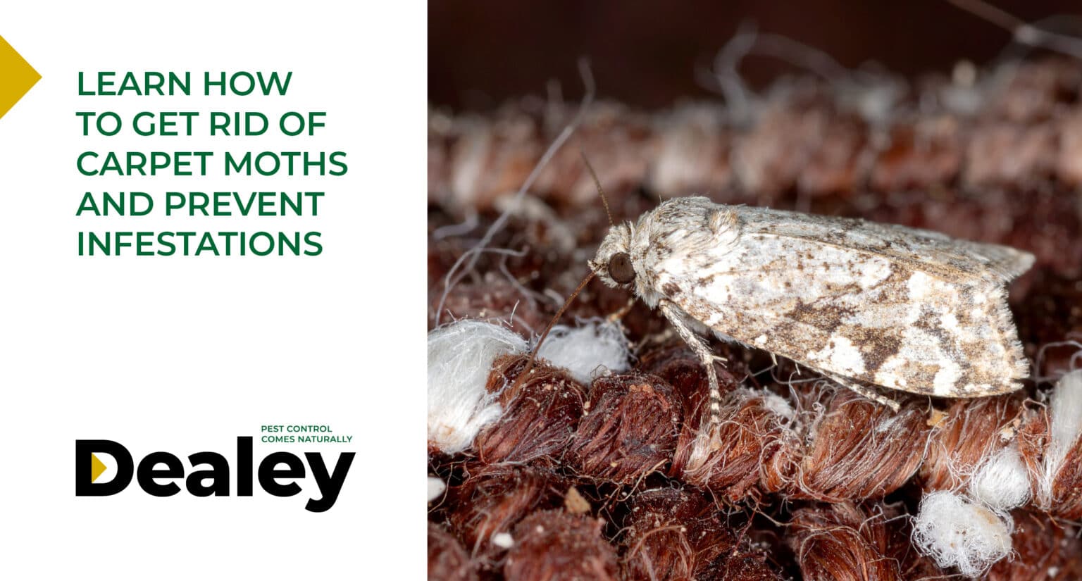 Getting rid of carpet moths and carpet moth larvae in the UK